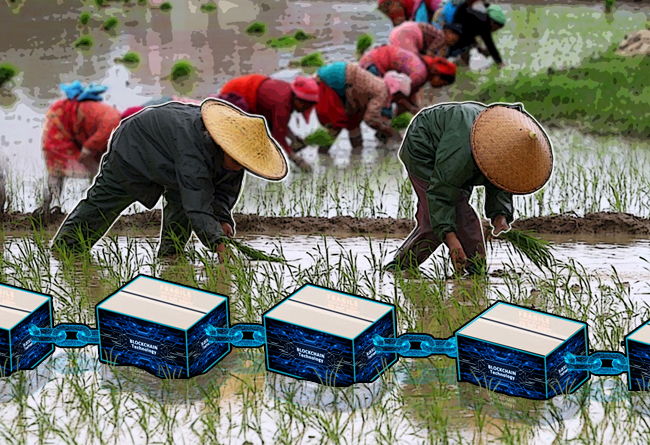 Alipay Teams Up with Chinese Government for Rice Blockchain